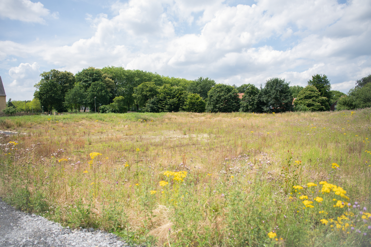 Saugstarkes Oxford: Ein Quartier als Schwamm - BundesBauBlatt | BBB ...